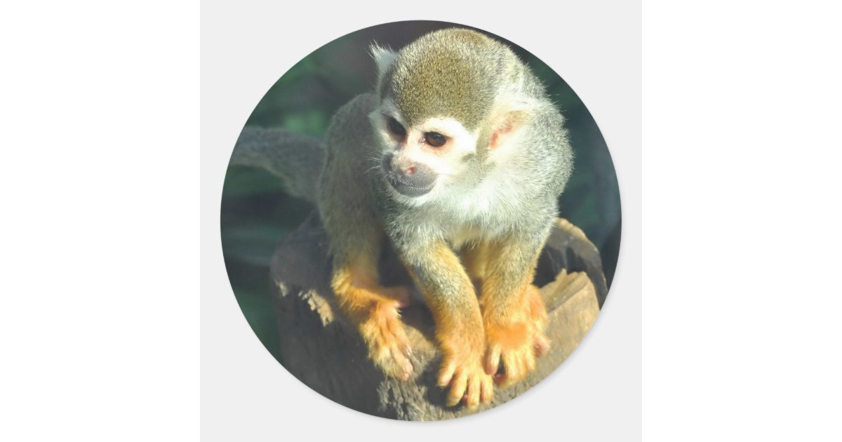Spider Monkey Classic Round Sticker | Zazzle
