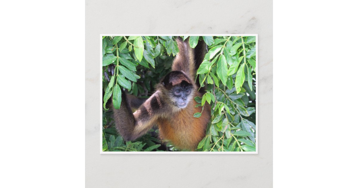 spider monkey postcard | Zazzle