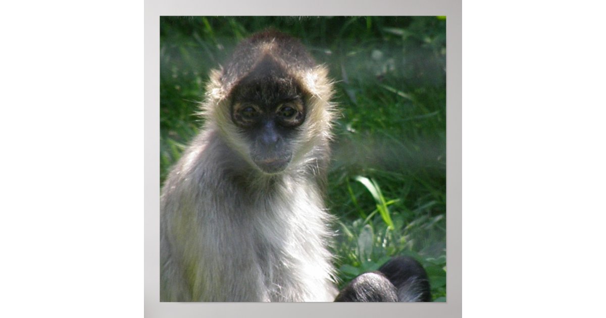 Spider Monkey Poster | Zazzle