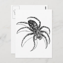 Spider Postcard | Zazzle