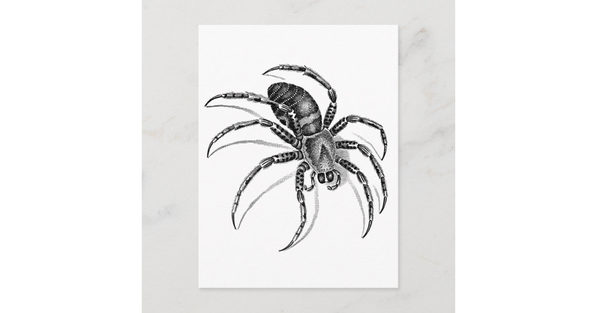 Spider Postcard | Zazzle