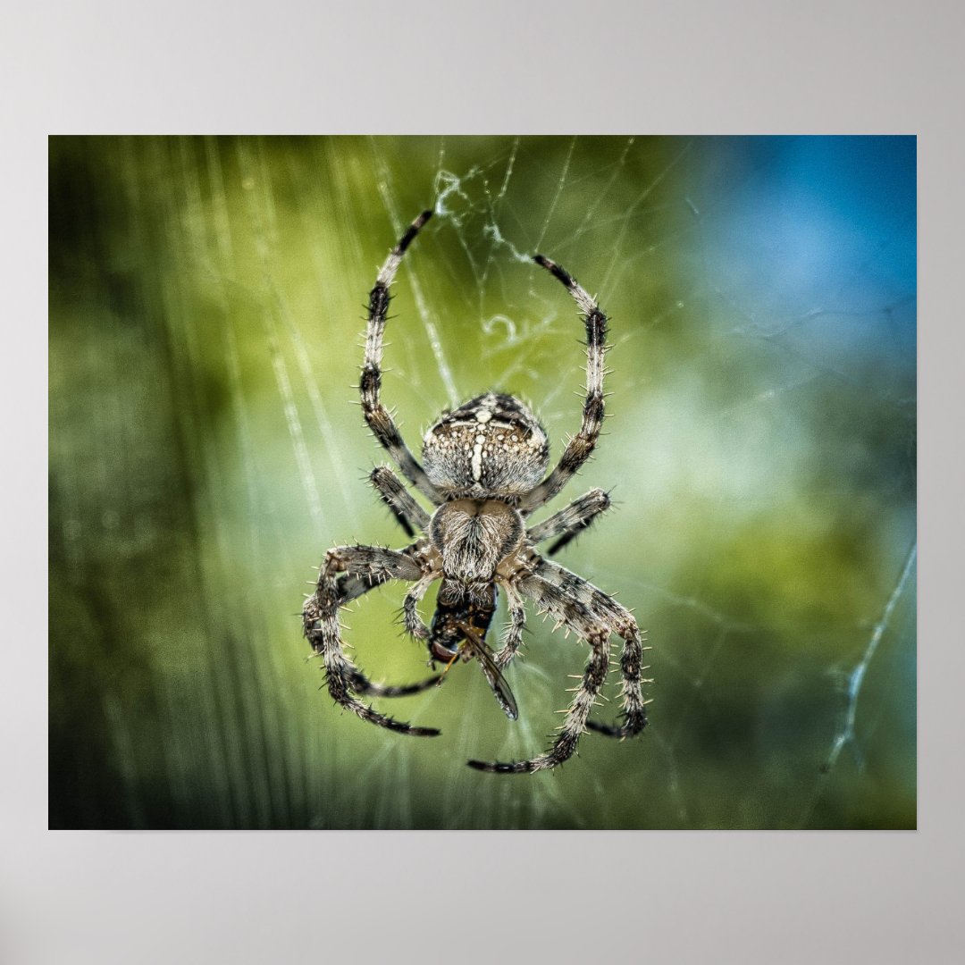 Spider Poster | Zazzle