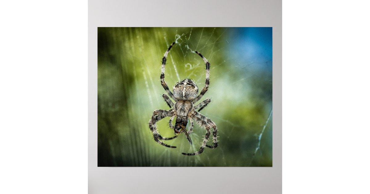 Spider Poster | Zazzle