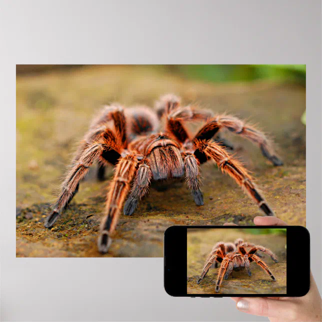 Spider Tarantula Insect Artwork Photo Poster | Zazzle