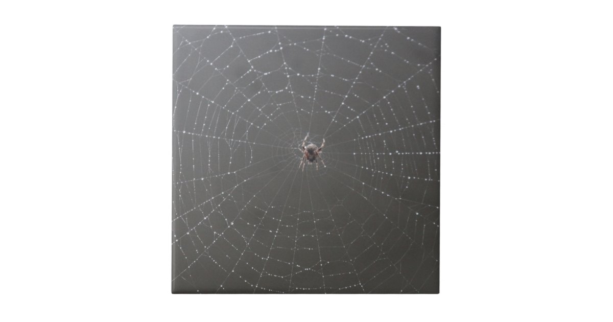 Spider Web Ceramic Tiles | Zazzle