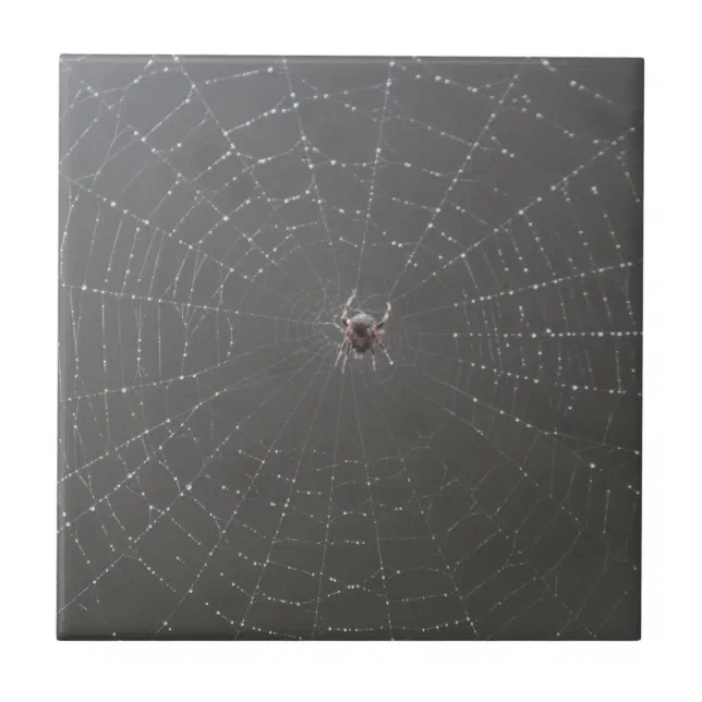 Spider Web Ceramic Tiles | Zazzle
