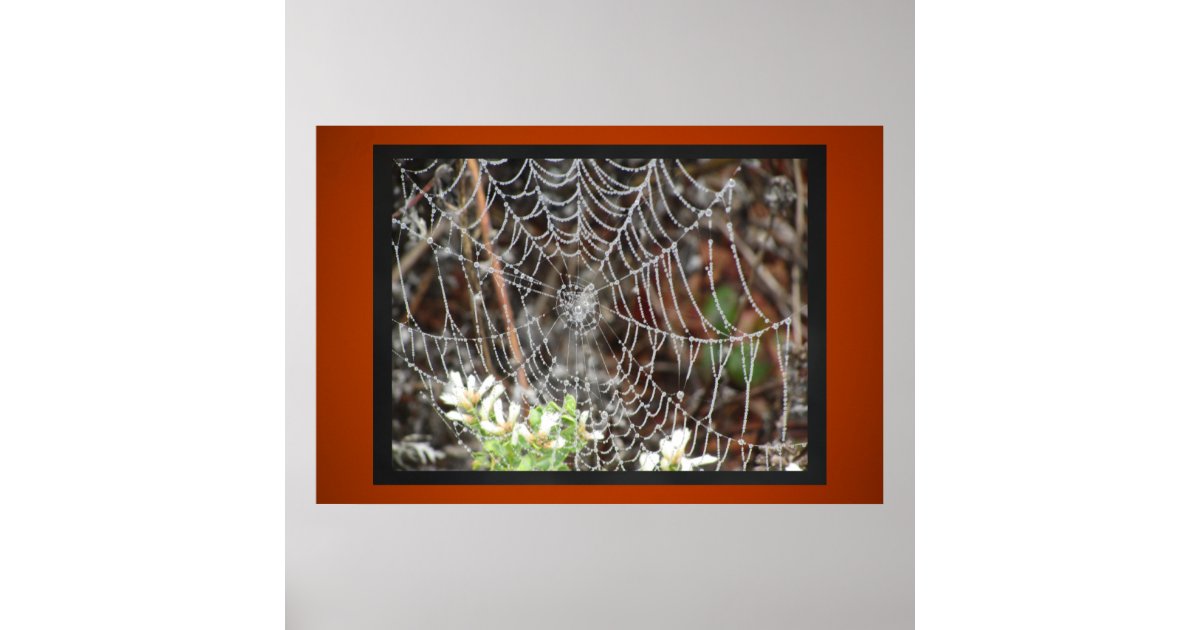 Spider Web Poster | Zazzle