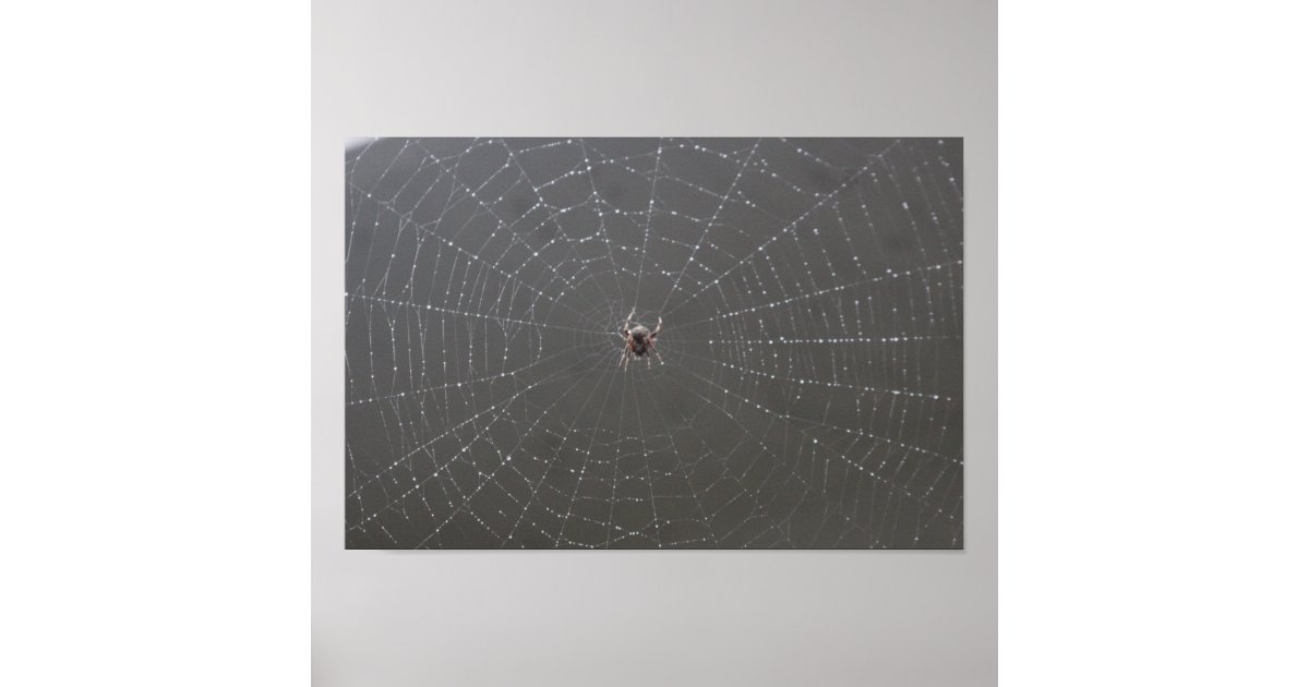 Spider Web Poster | Zazzle