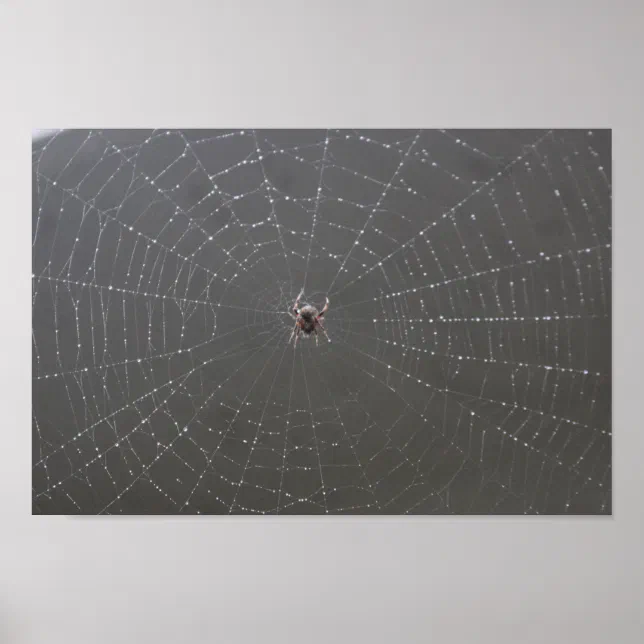 Spider Web Poster | Zazzle