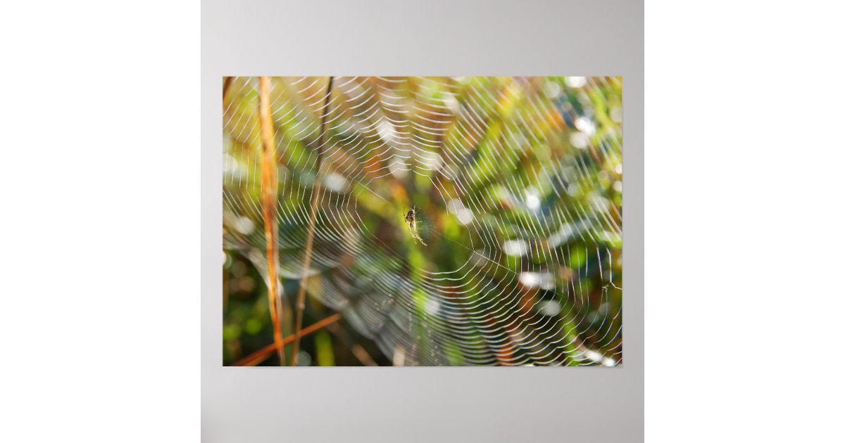 Spider Web Poster | Zazzle
