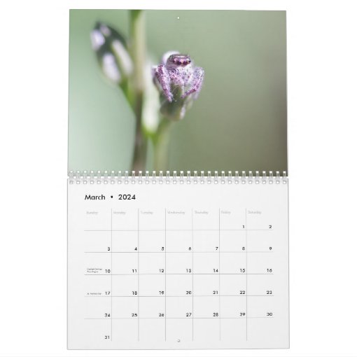 Spiders! Calendar | Zazzle