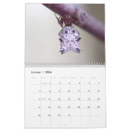 Spiders! Calendar | Zazzle