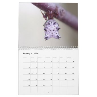 Spiders! Calendar | Zazzle