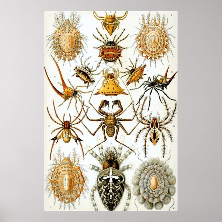 Spiders Poster | Zazzle