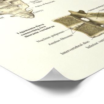 Spinal Anatomy Medical Chiropractic Poster | Zazzle