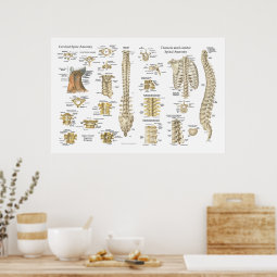 Spinal and Vertebrae Anatomy Poster 24" X 36" | Zazzle