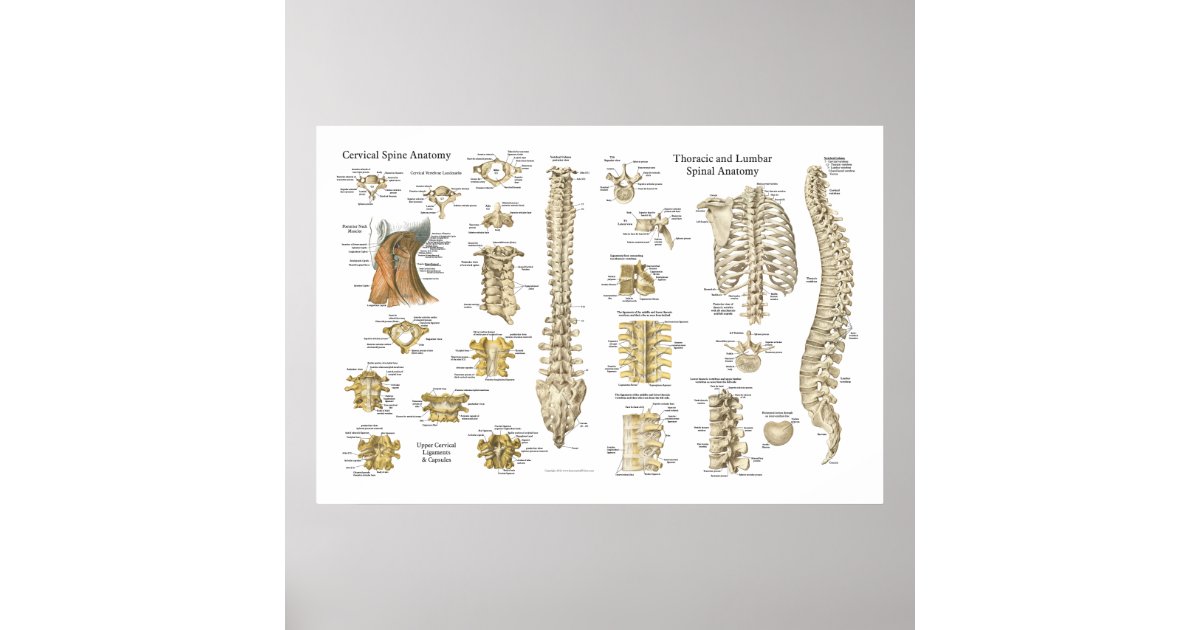 Spinal and Vertebrae Anatomy Poster 24" X 36" | Zazzle