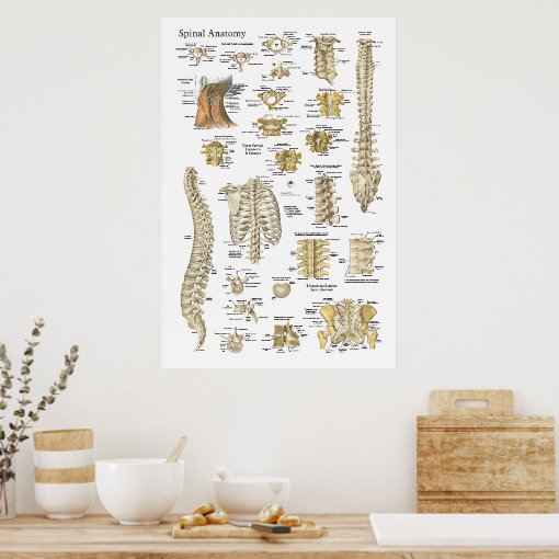 Spinal and Vertebrae Anatomy Poster 24" X 36" | Zazzle