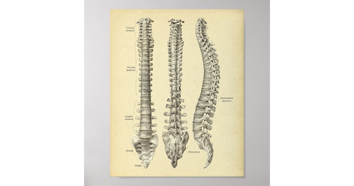Spinal Column Anatomy Print | Zazzle
