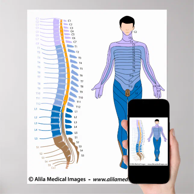 Spinal cord and dermatome map poster | Zazzle