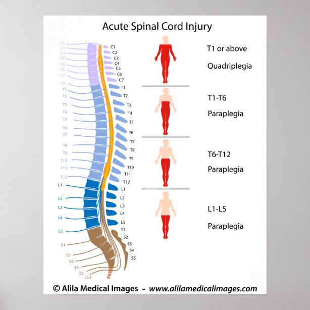 Cervical Spine Posters & Prints | Zazzle