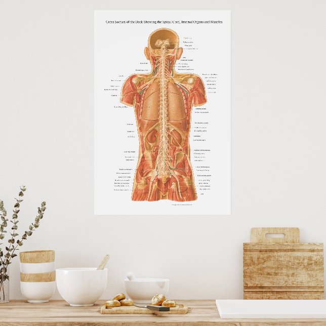 back anatomy organs