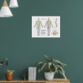 Spinal Dermatomes Poster Chiropractic | Zazzle