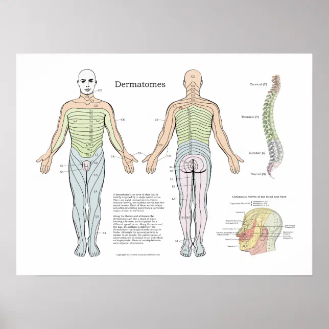 Spinal Dermatomes Poster Chiropractic | Zazzle