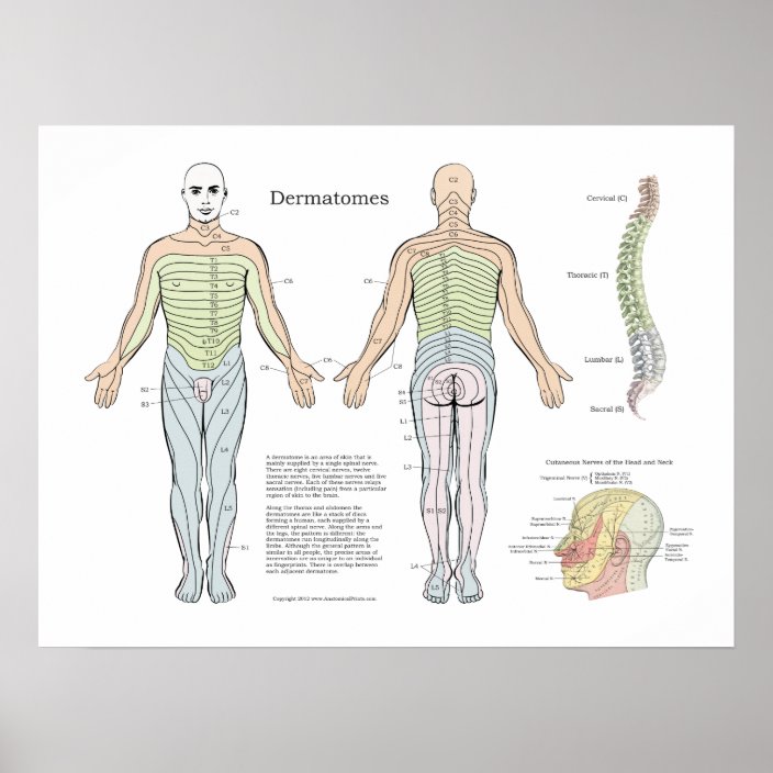 Spinal Dermatomes Poster Chiropractic | Zazzle.com