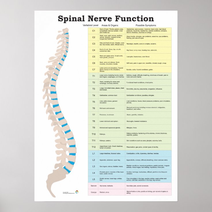 Spinal Nerve Function Poster Chiropractic | Zazzle