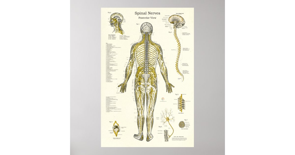 Spinal Nerves Chiropractic Medical Poster | Zazzle