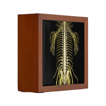 Spine and Spinal Nerves Chiropractic Pencil/Pen Holder | Zazzle
