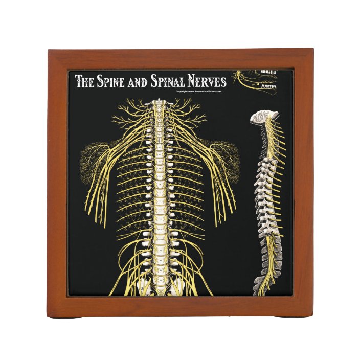 Spine and Spinal Nerves Chiropractic Pencil/Pen Holder | Zazzle.com