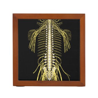 Spine and Spinal Nerves Chiropractic Pencil/Pen Holder | Zazzle