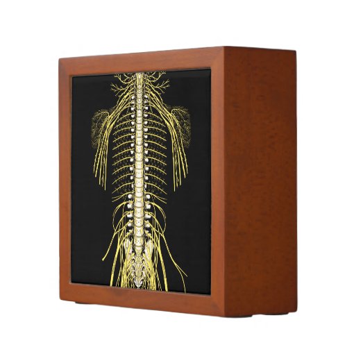 Spine and Spinal Nerves Chiropractic Pencil/Pen Holder | Zazzle