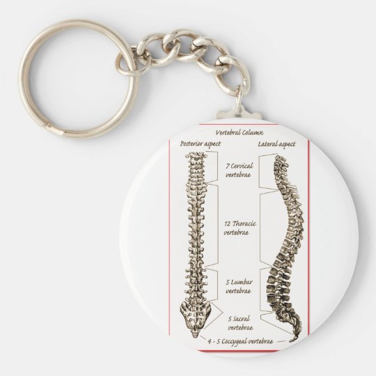 Spine Details Sepia2 Keychain | Zazzle.com