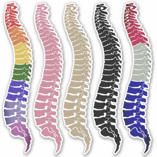 Spine laptop decals, spine stickers, chiropractic sticker | Zazzle