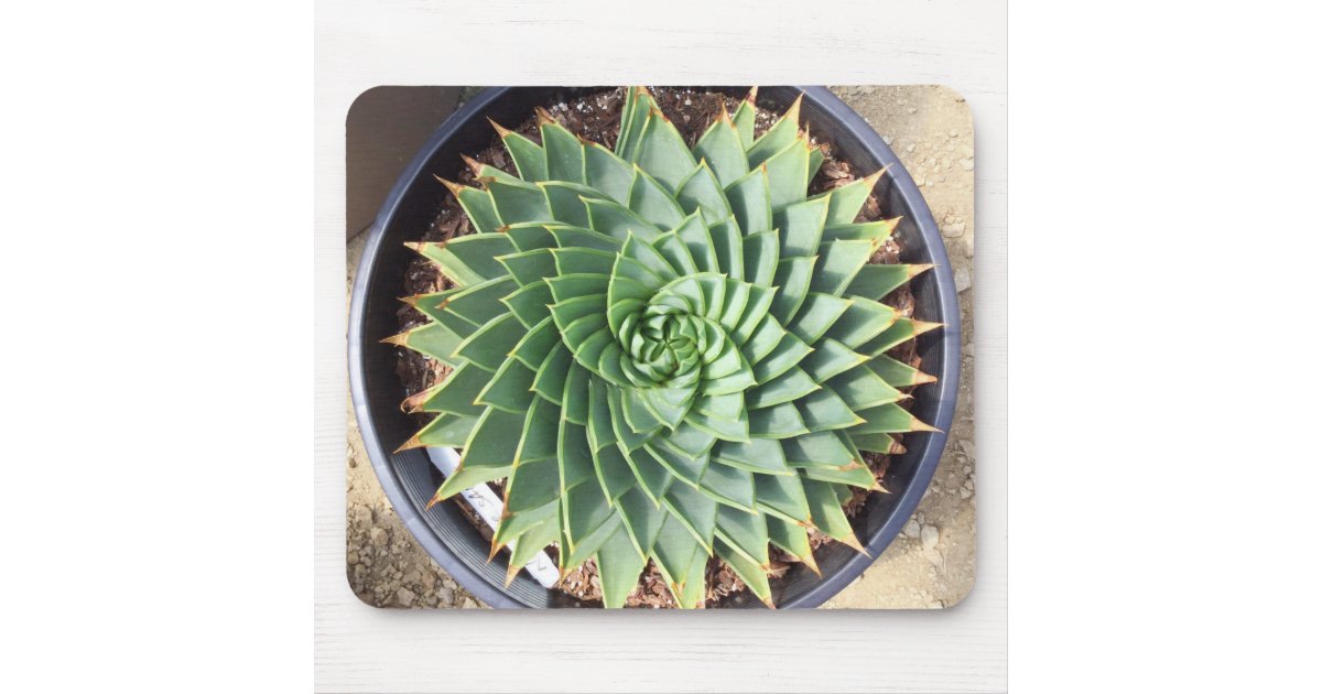 Spiral Aloe Mousepad | Zazzle
