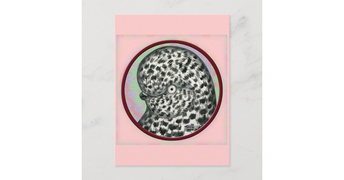 Splash Tumbler Pigeon Circle Postcard | Zazzle