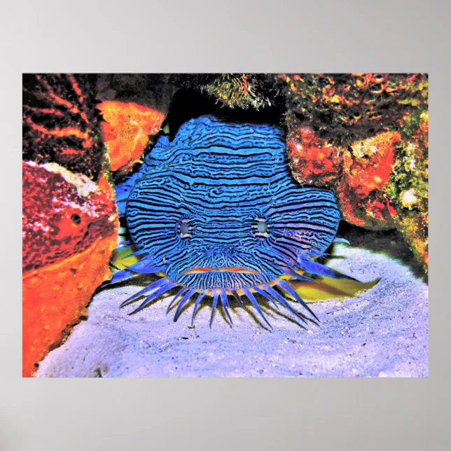 Splendid Toadfish Poster | Zazzle