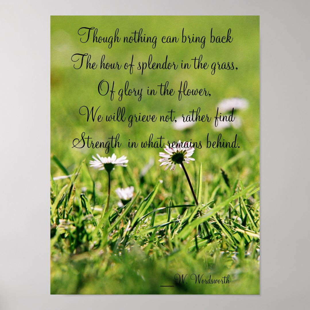 Splendor In The Grass Poster Zazzle 2792