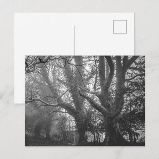 Spooky Forest Black and White Photography Postcard | Zazzle