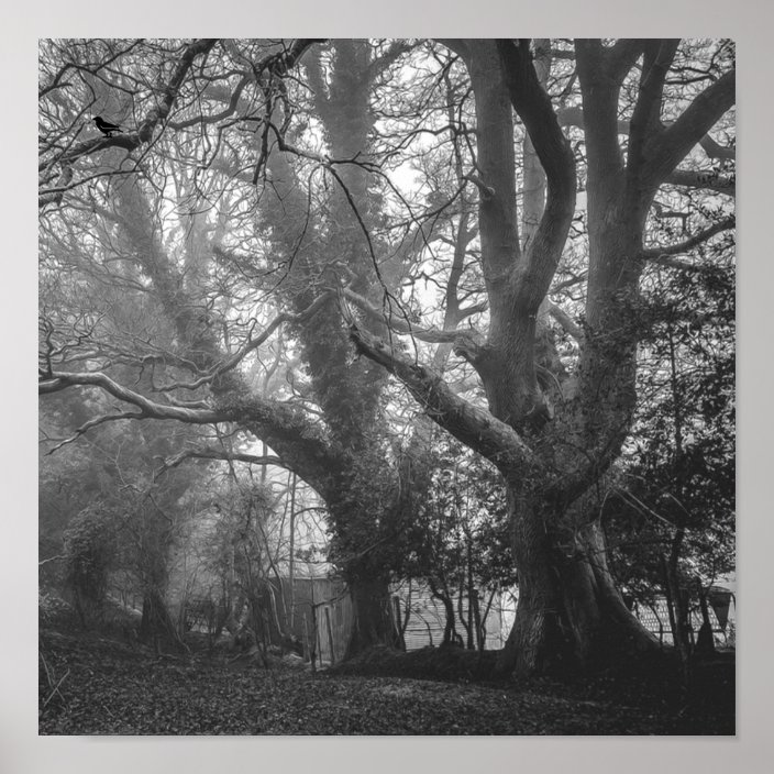 Spooky Forest Black and White Photography Poster | Zazzle.com