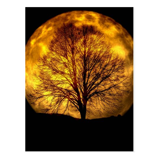 Spooky Night Moon Tree Autumn Destiny Gifts Postcard | Zazzle.com