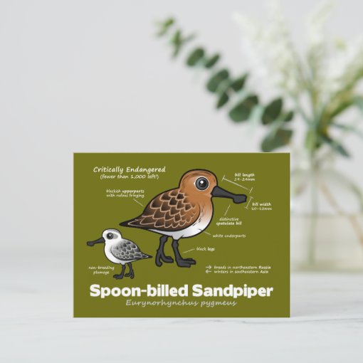 Spoon-billed Sandpiper Statistics Postcard | Zazzle