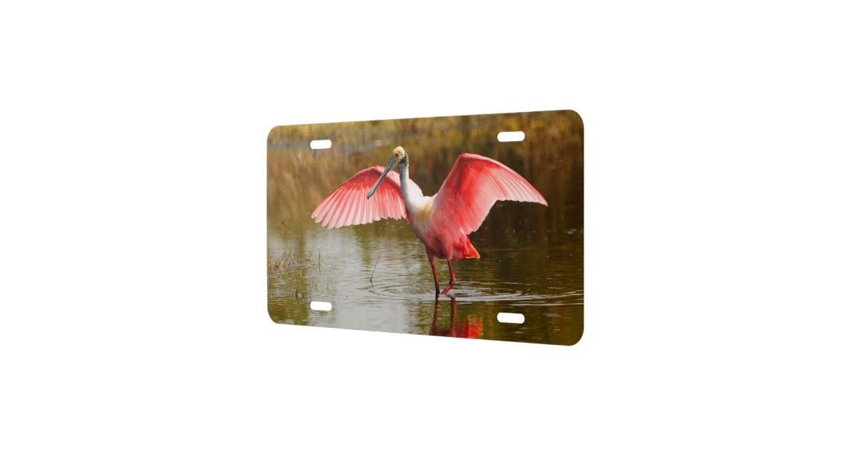 spoonbill license plate | Zazzle