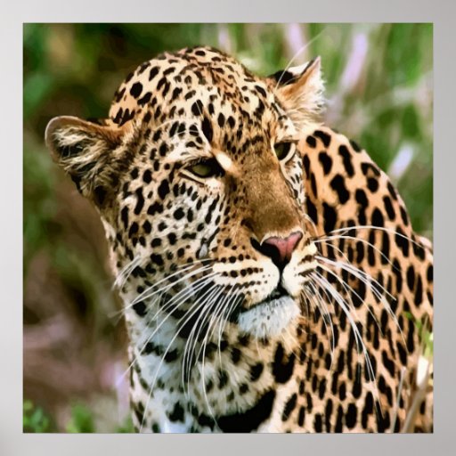 Spotted Leopard Poster | Zazzle