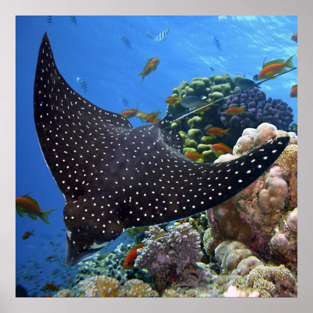 Spotted Ray Poster | Zazzle
