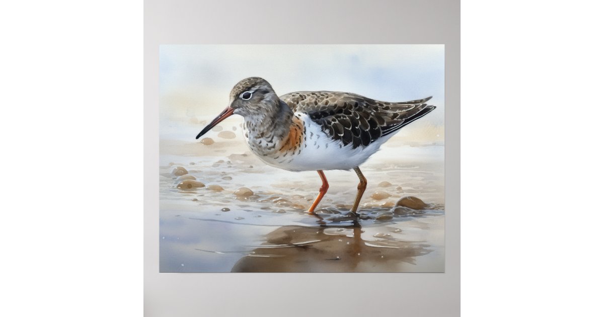 Spotted Sandpiper Bird Art Print Poster | Zazzle