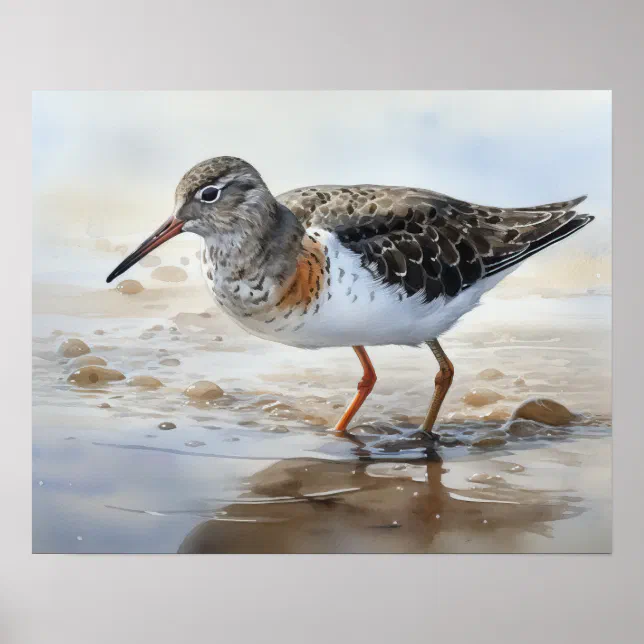 Spotted Sandpiper Bird Art Print Poster | Zazzle